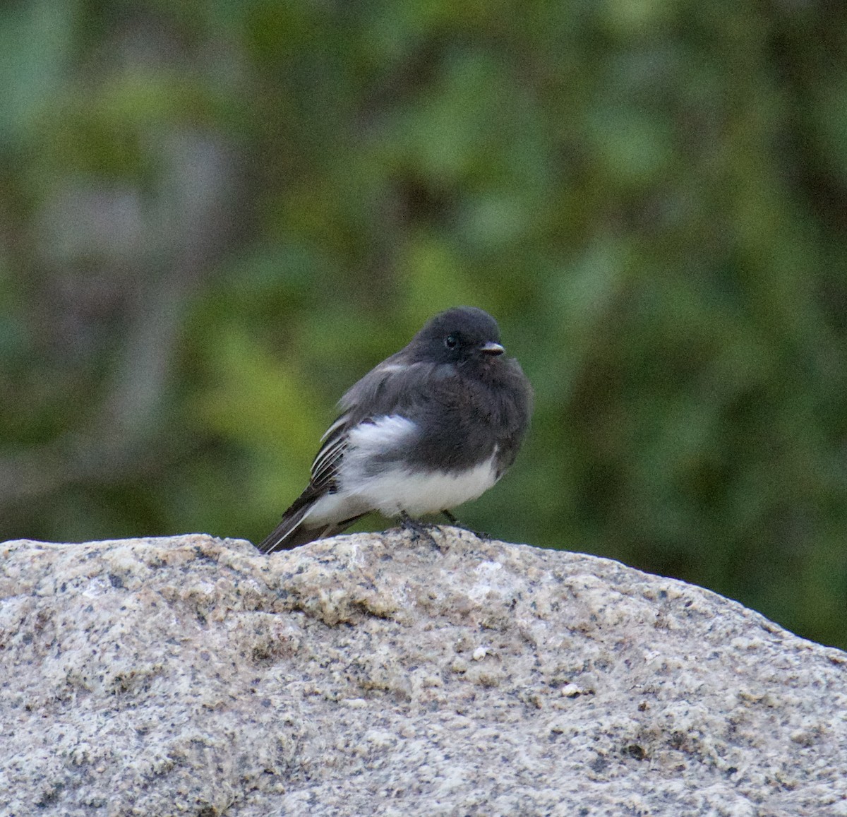 eBird Checklist - 27 Aug 2023 - Crystal Peak Park - 13 species