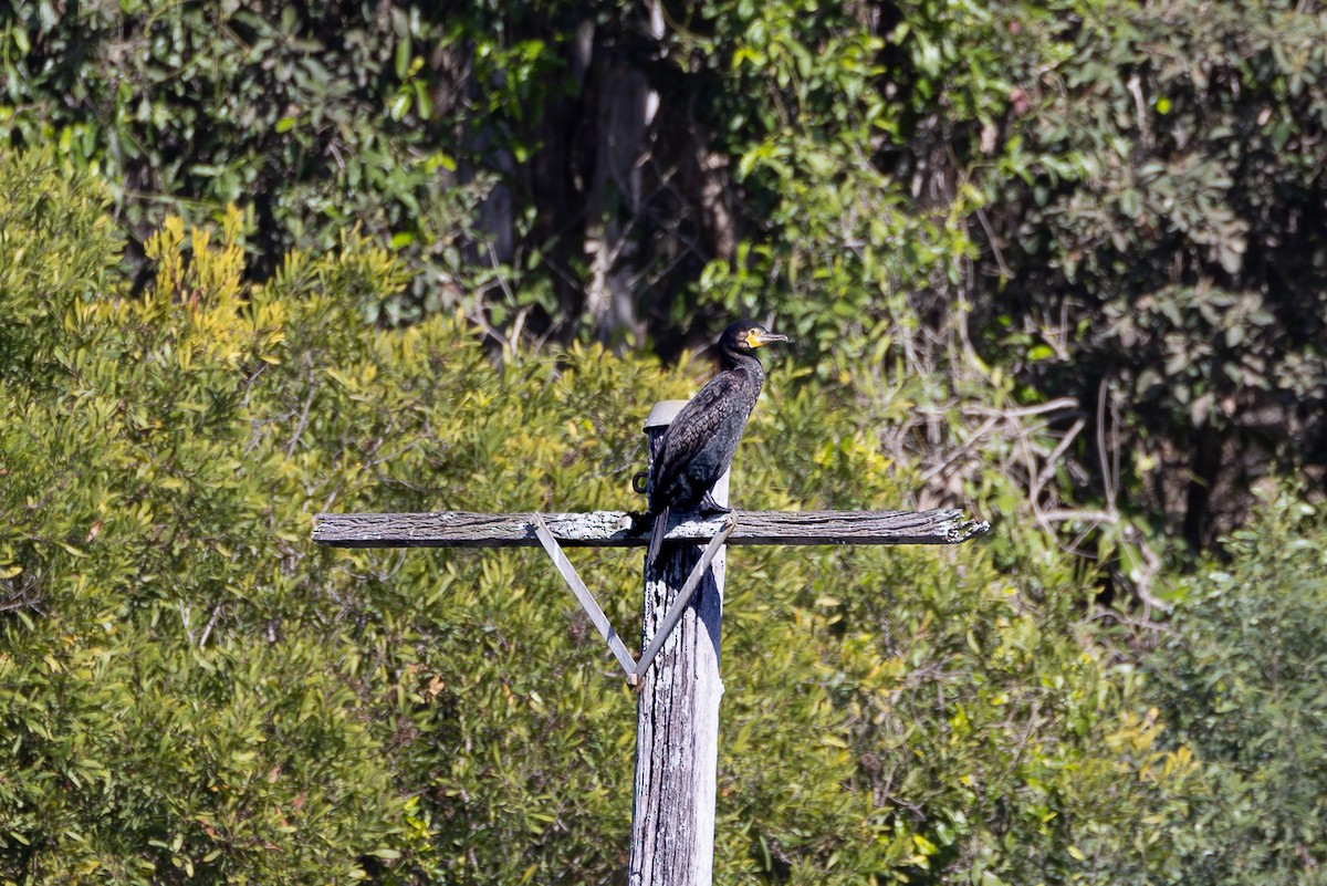 eBird Checklist - 28 Aug 2023 - Jabiru Park/Fearnley hide (Lake ...