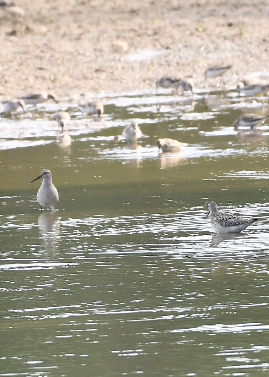 eBird Checklist - 26 Aug 2023 - Octoraro Reservoir--Mt. Eden Rd ...