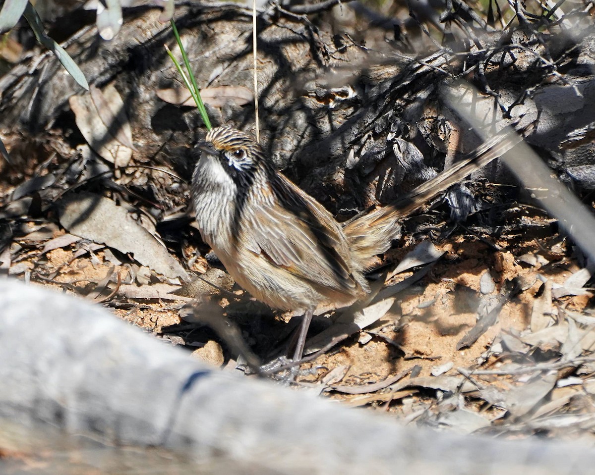 eBird Australia Checklist - 28 Aug 2023 - Hattah-Kulkyne National Park ...