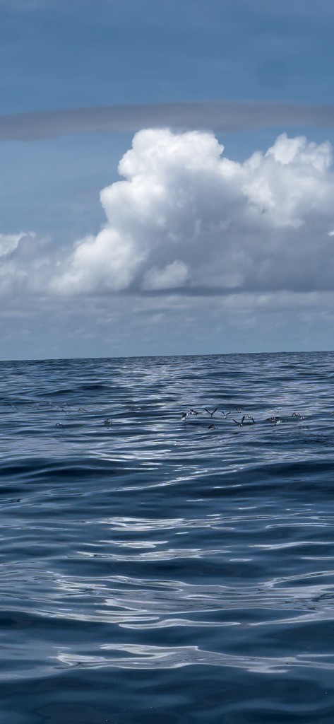 eBird Checklist - 27 Aug 2023 - Tamarindo offshore - 4 species