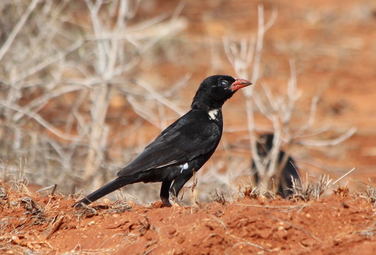 Red-billed Buffalo-Weaver - Bubalornis niger - Birds of the World