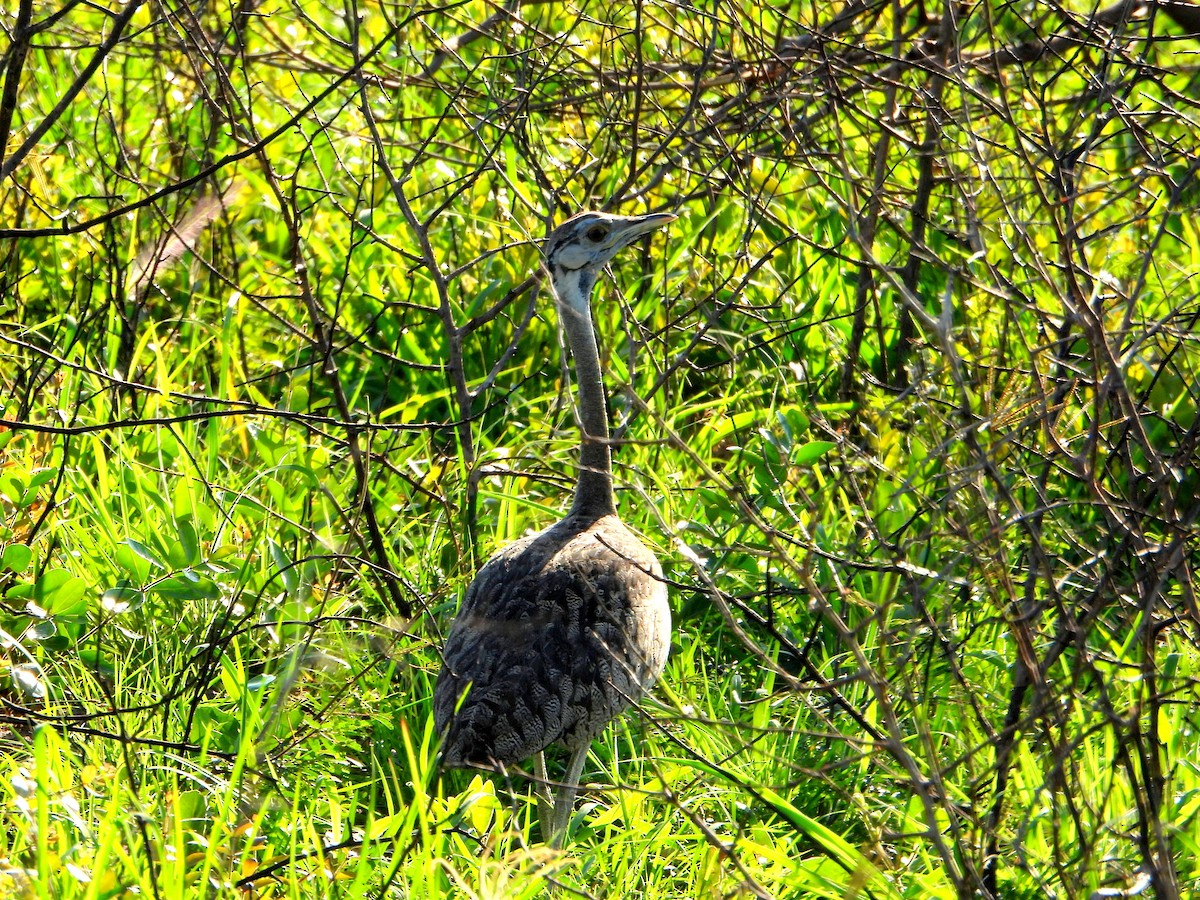 eBird Checklist - 9 Nov 2022 - Tembe Elephant Park - 49 species