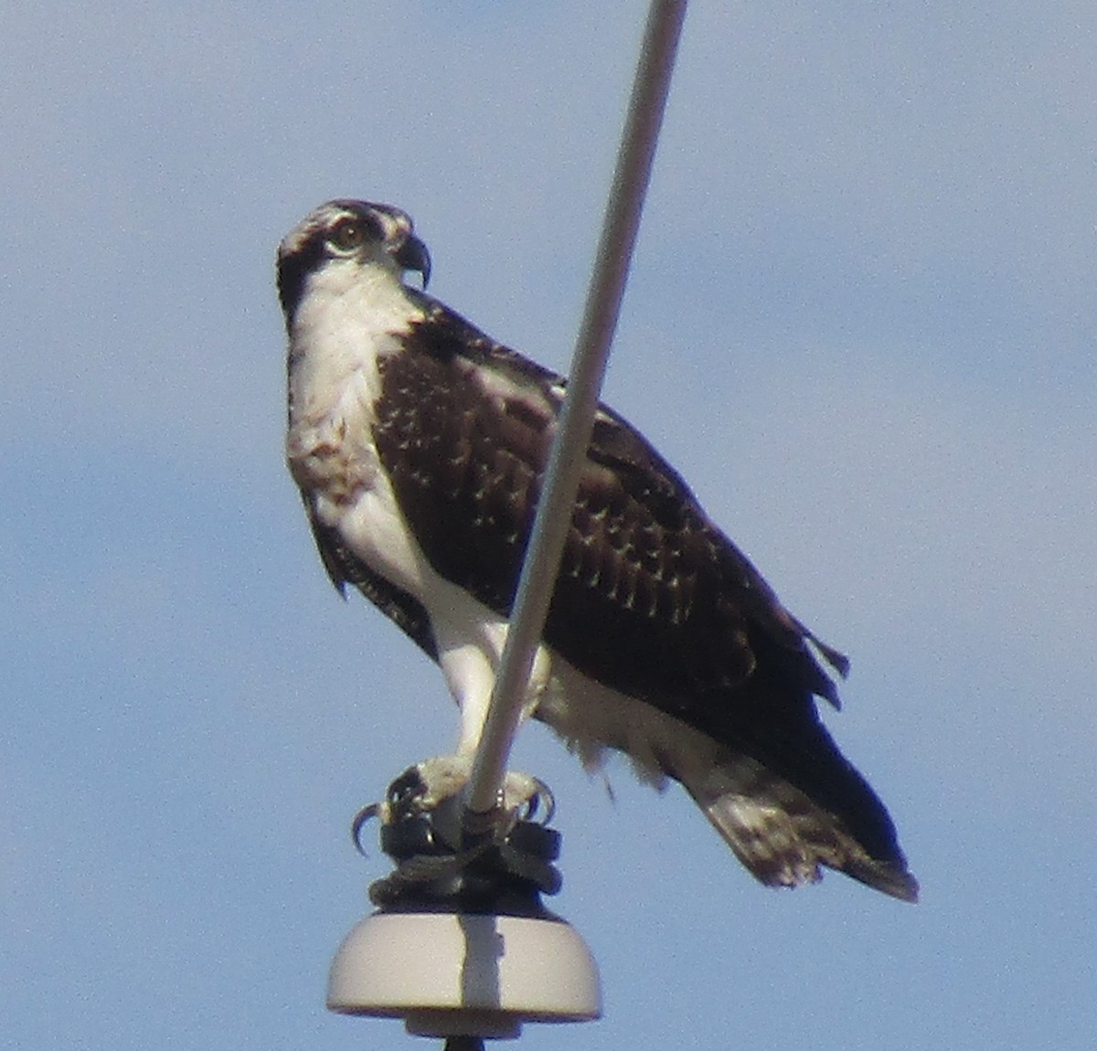 eBird Checklist - 28 Aug 2023 - Evergreen Turf Sod Farm--Tweedy/Pretzer ...