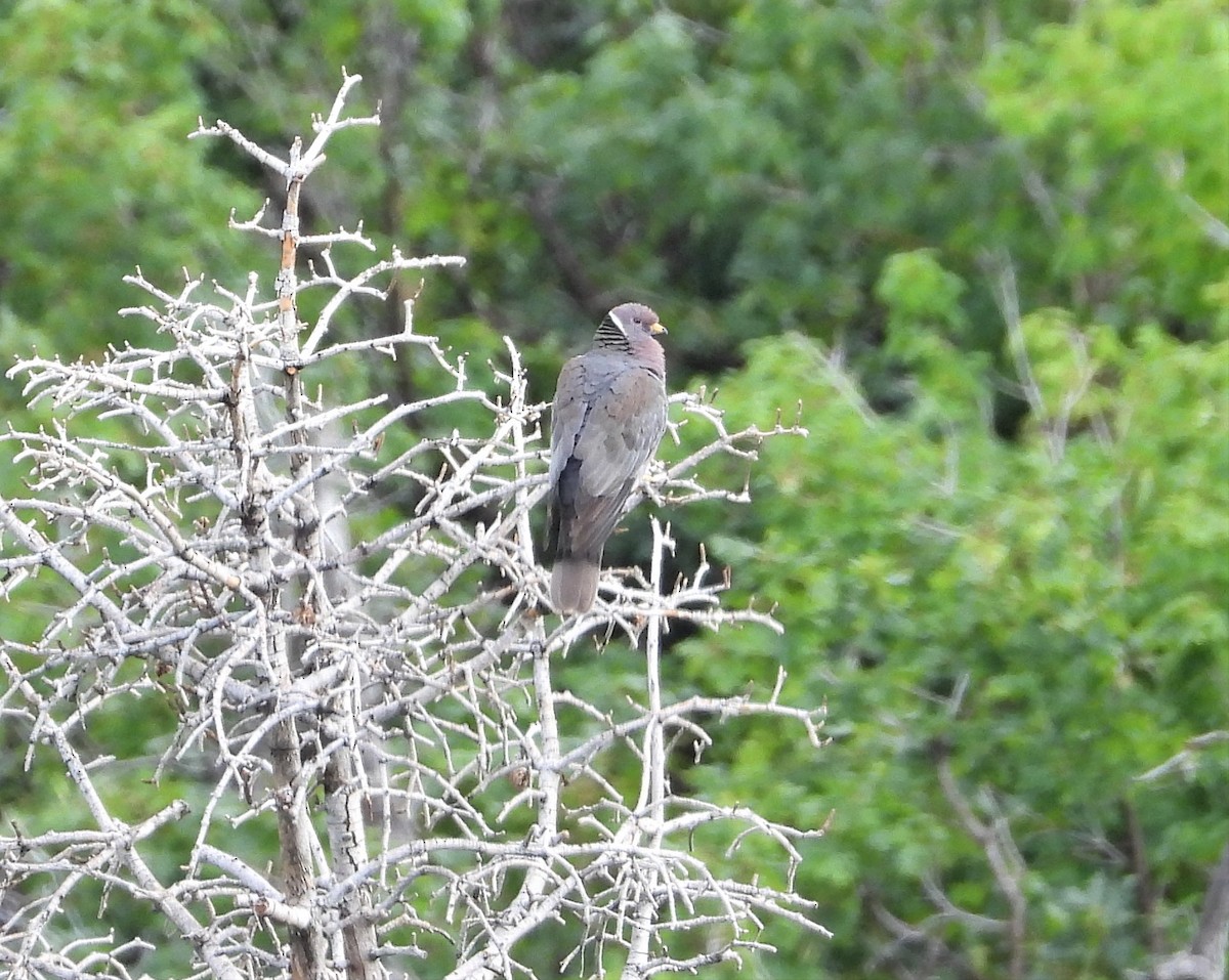 eBird Checklist - 13 Aug 2023 - Zion NP--Lava Point (NO Blue Springs ...