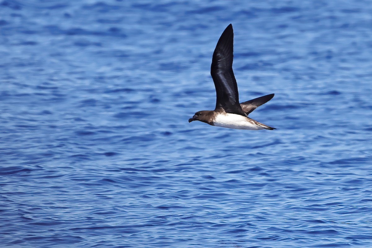eBird Checklist - 28 Aug 2023 - 宜蘭--南方澳-東澳-南澳海域(Yilan--Nanfang'ao, Dong ...