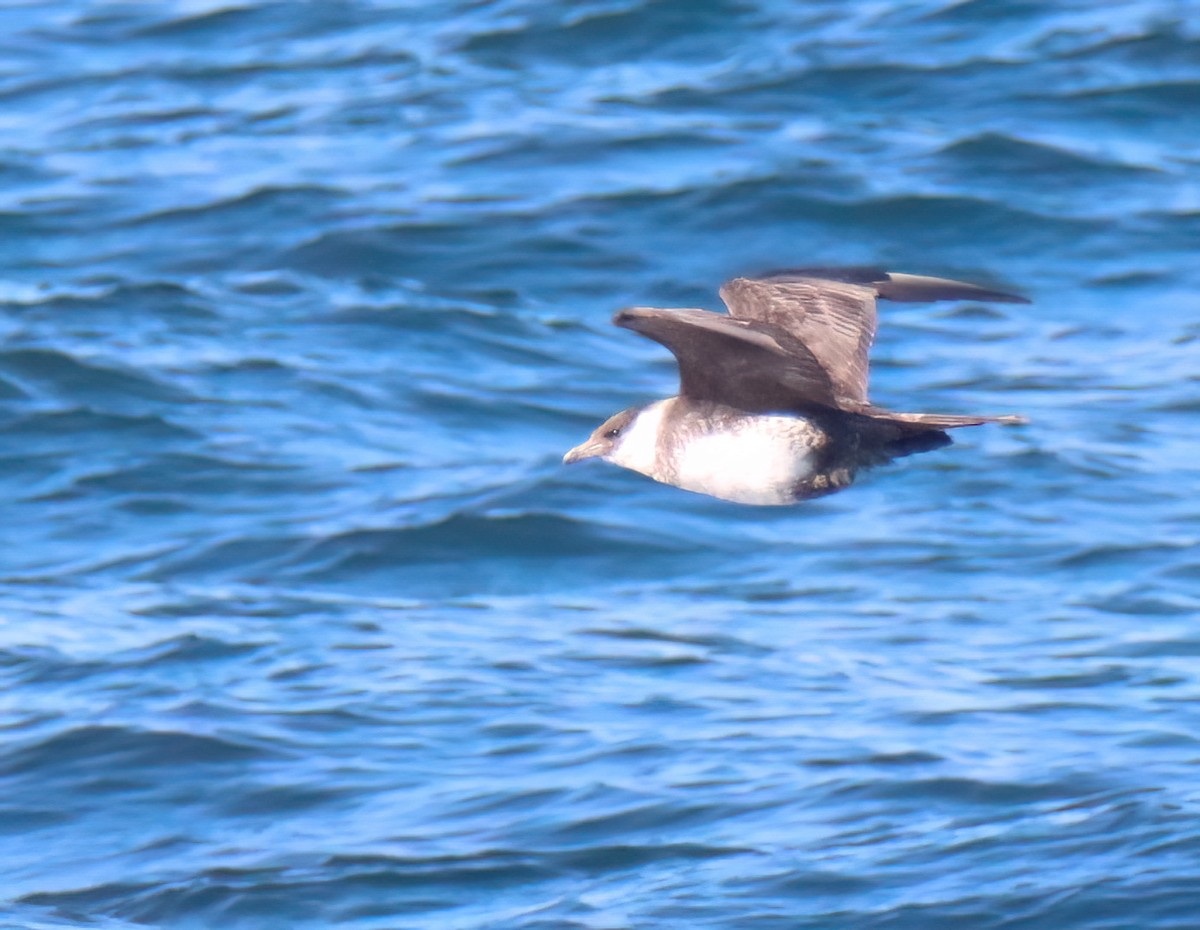eBird Checklist - 26 Aug 2023 - Off Mission Bay (offshore species only ...