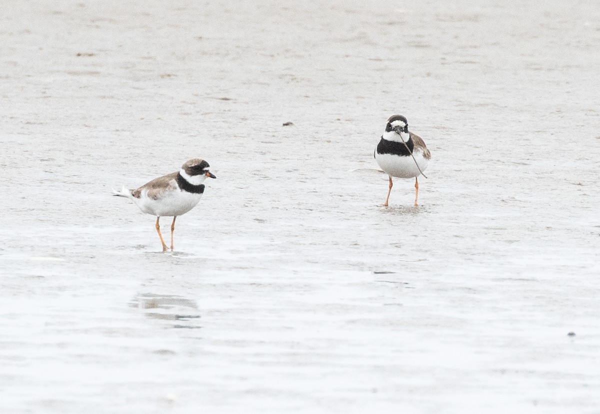 New York Breeding Bird Atlas Checklist - 28 Aug 2023 - Fire Island--Old ...