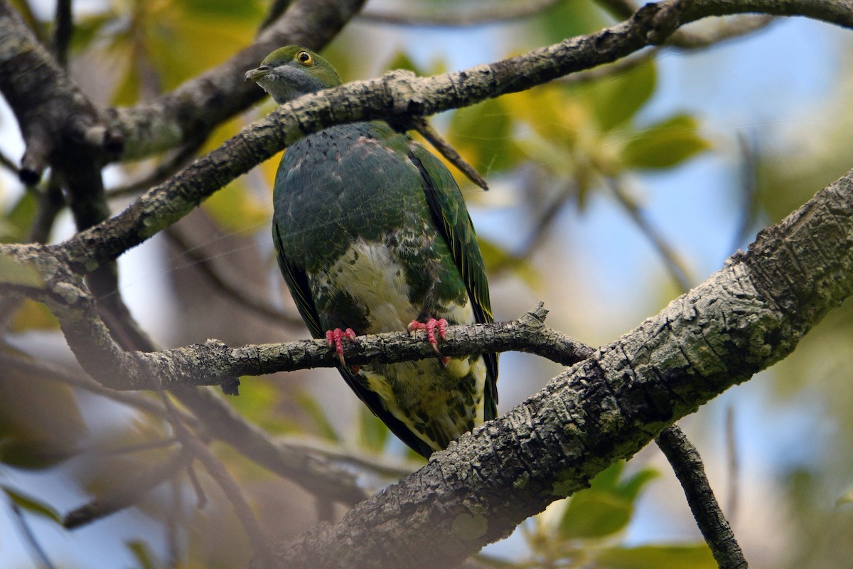 eBird Checklist - 29 Aug 2023 - Redden Island (Machans Beach, Cairns ...