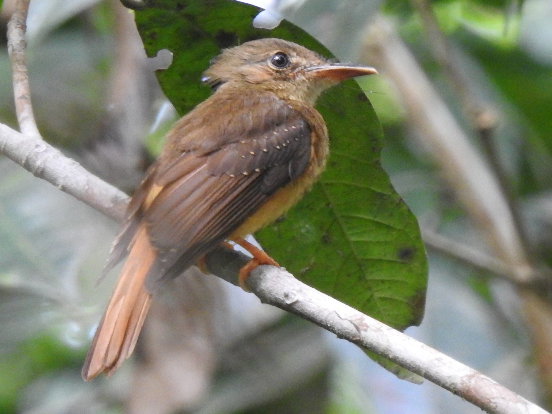 Tropical Royal Flycatcher - eBird