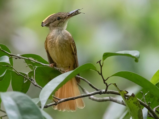 Baby Royal Flycatchers Photos Tropical Royal Flycatcher