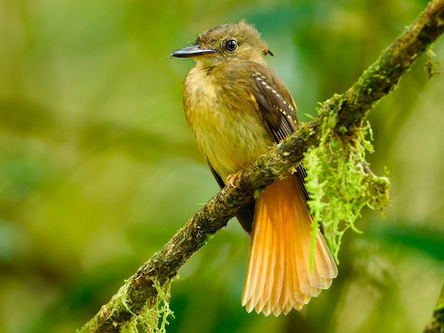 Amazonian Royal Flycatcher Adaptations