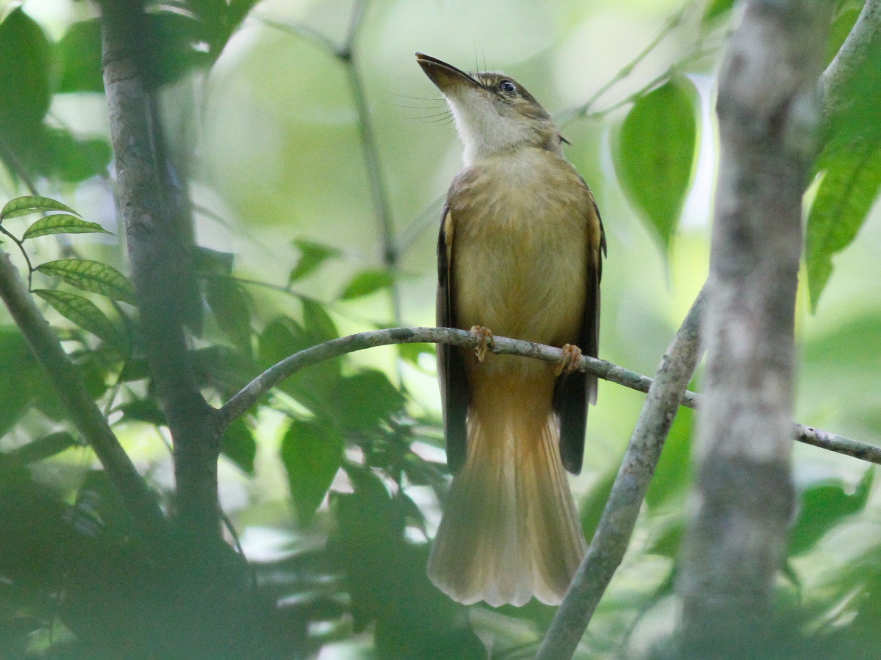 Tropical Royal Flycatcher - eBird