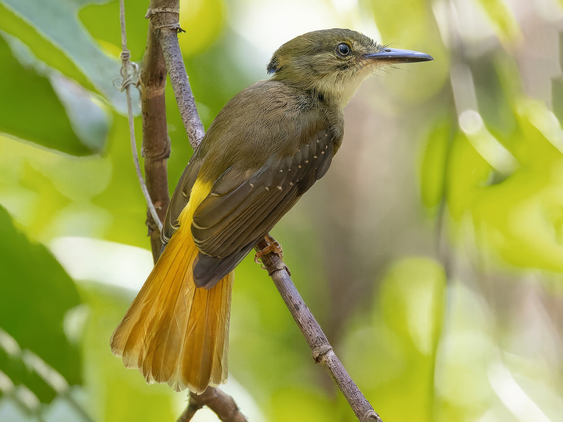 Tropical Royal Flycatcher - eBird