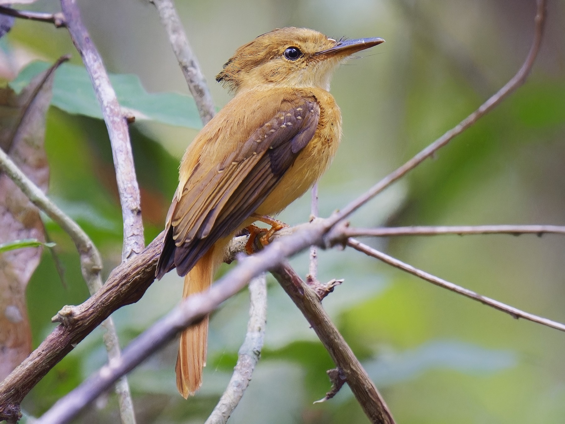 Tropical Royal Flycatcher - eBird