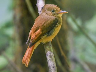 Atlantic Royal Flycatcher - eBird