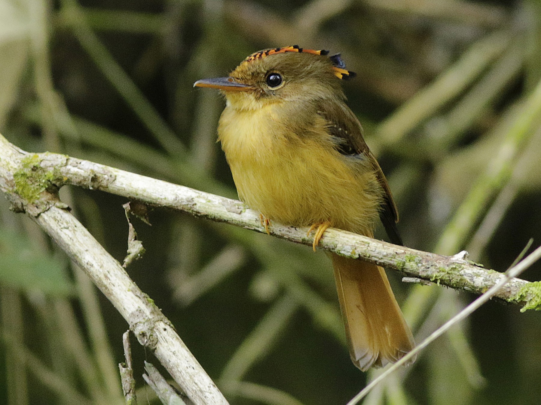 Atlantic Royal Flycatcher - eBird