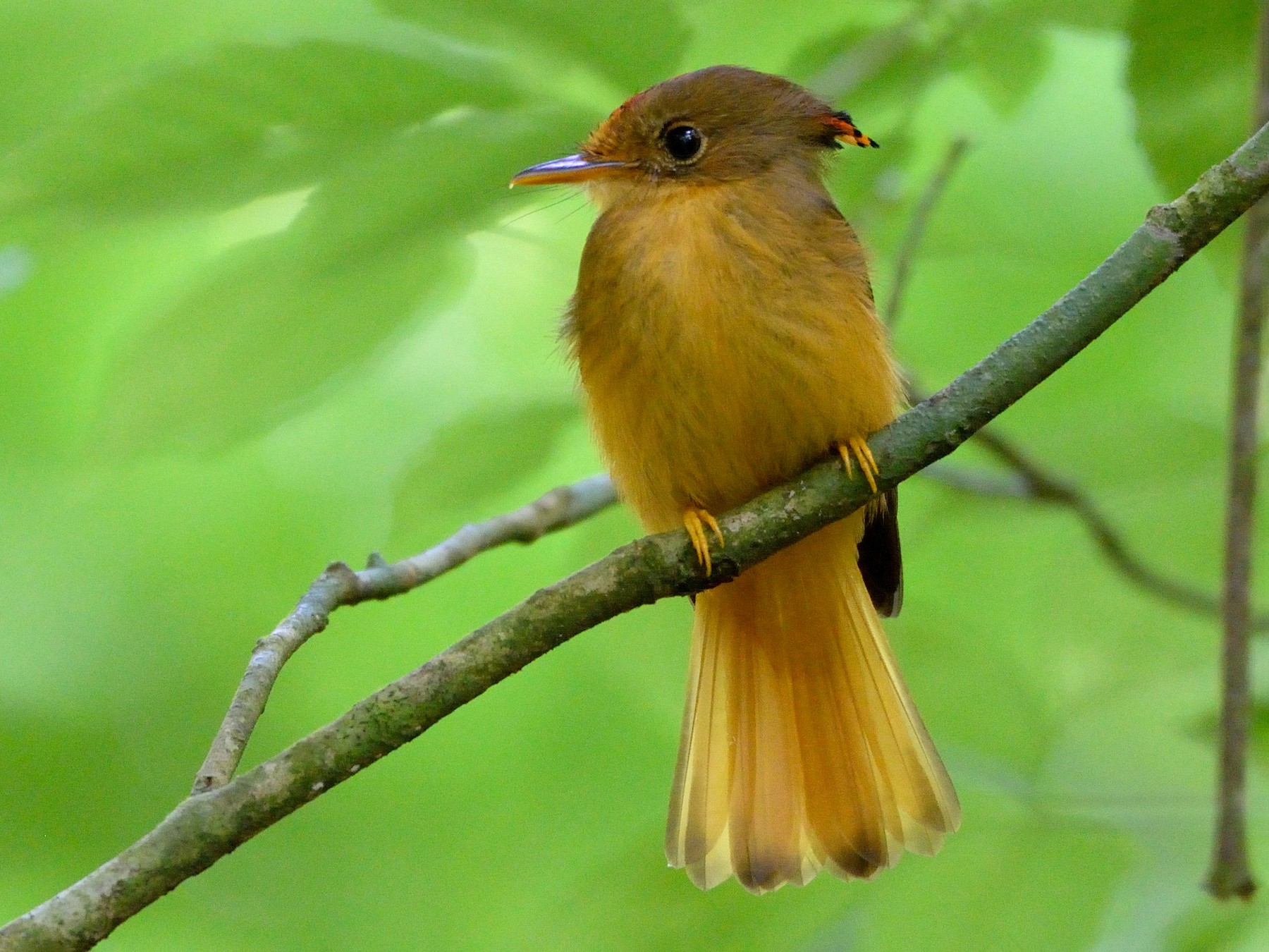 Atlantic Royal Flycatcher - eBird