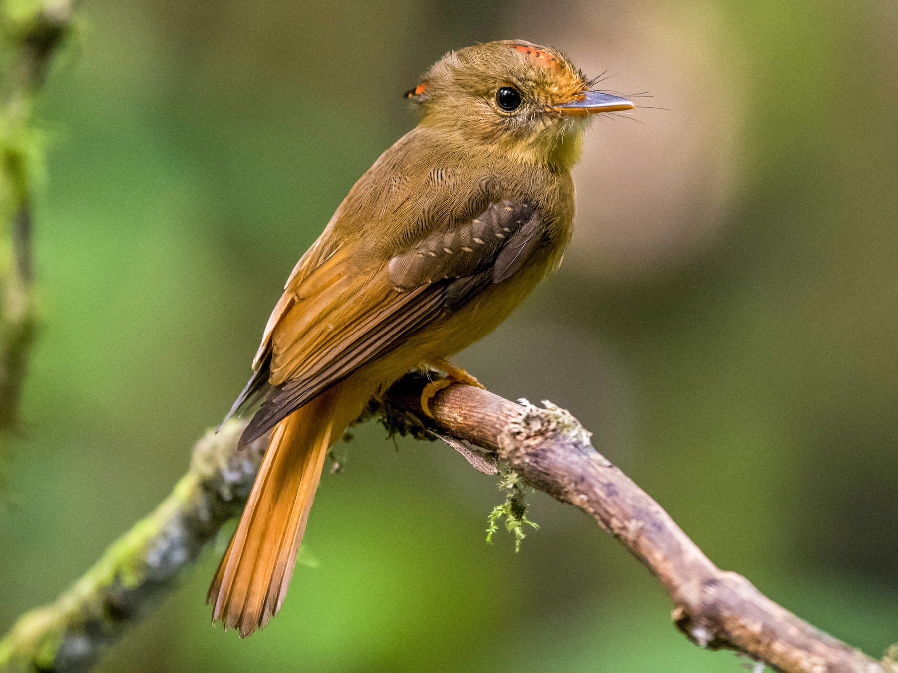 Atlantic Royal Flycatcher - eBird