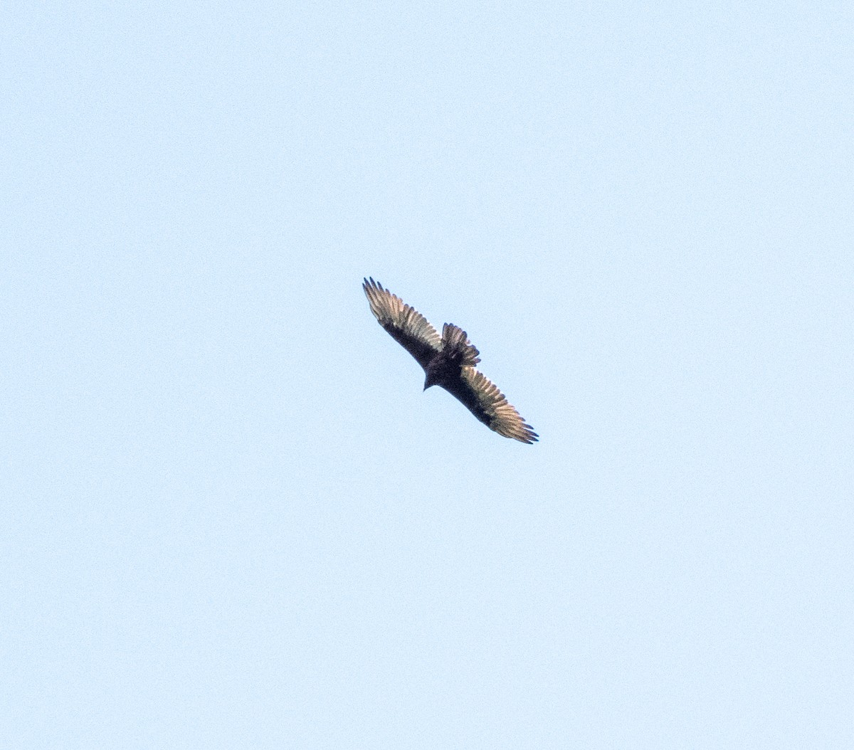 eBird Checklist - 25 Aug 2023 - W. Lansing Rd. - 13 species