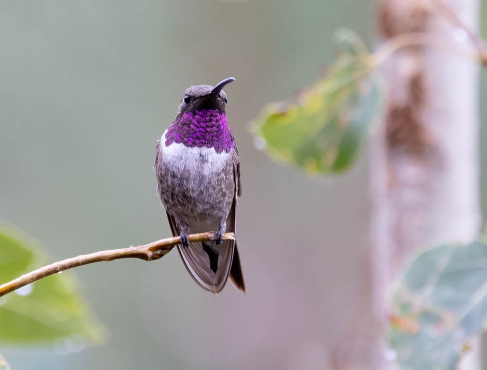Lucifer x Black-chinned Hummingbird (hybrid) - eBird