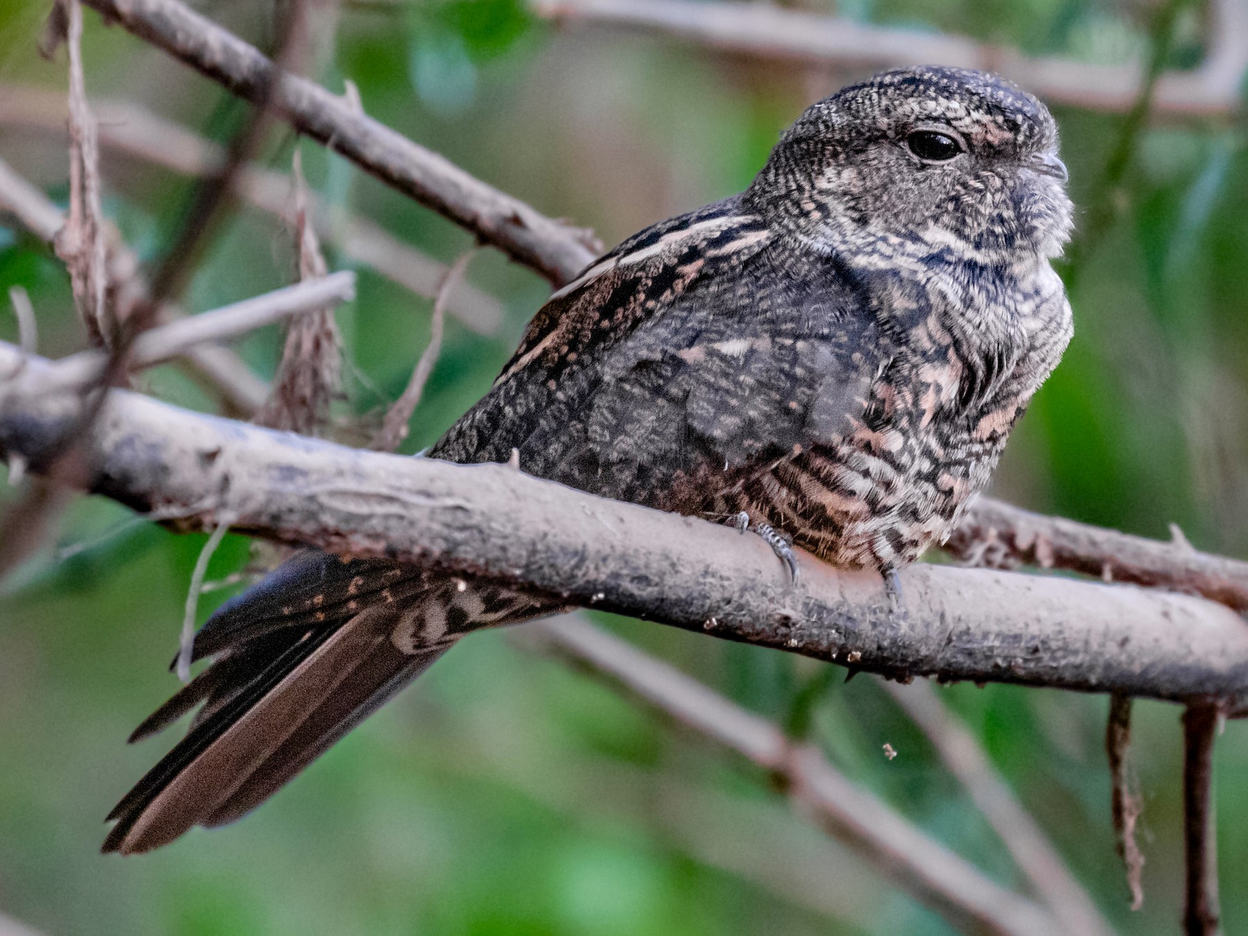 Bahian Nighthawk - eBird