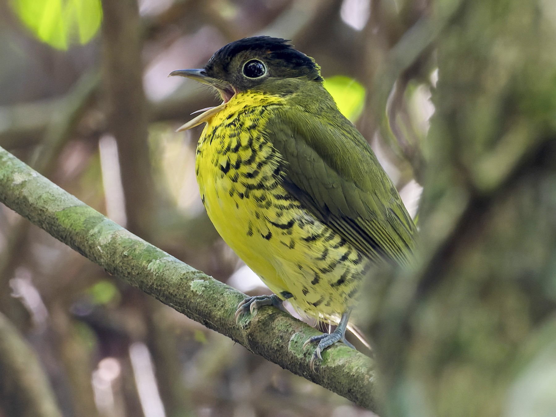 Brazilian Laniisoma - eBird