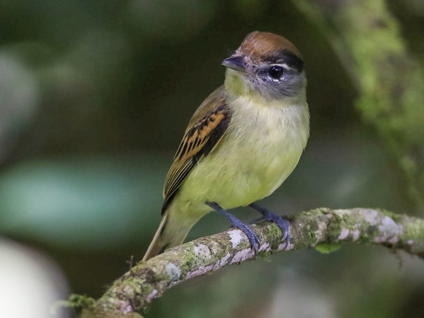 Cryptic Becard - eBird