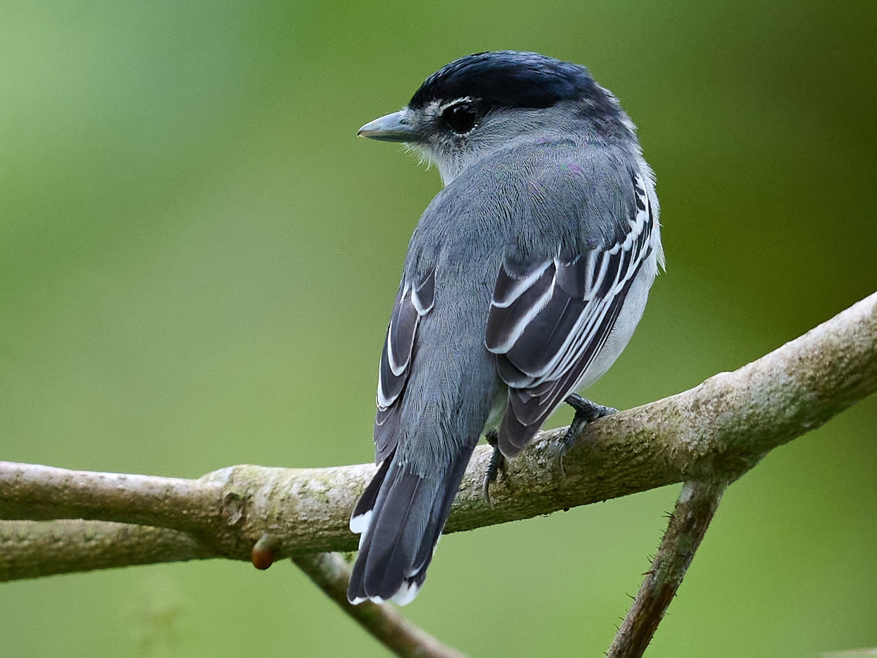 Cryptic Becard - eBird