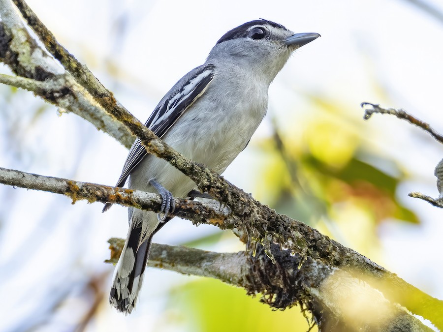Cryptic Becard - eBird