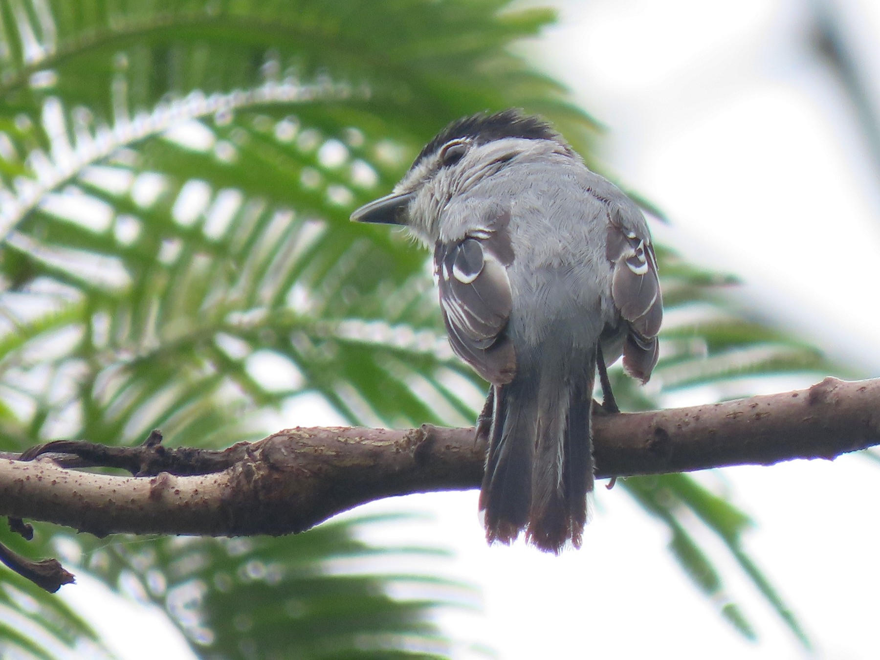 Cryptic Becard - eBird