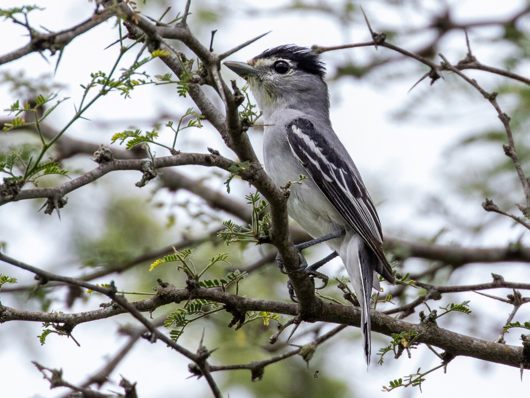 Cryptic Becard - eBird