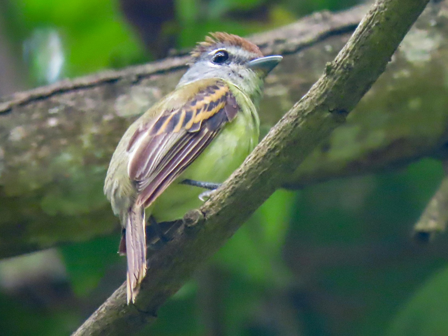 Cryptic Becard - eBird