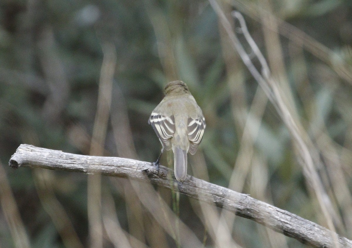 eBird Checklist - 27 Aug 2023 - Davis Mountains Preserve--Tobe Canyon ...
