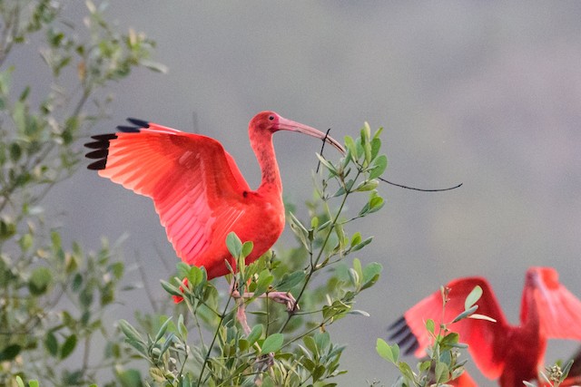 El Cuento Del Ibis Escarlata Ibis Escarlata Expedición Salvaje