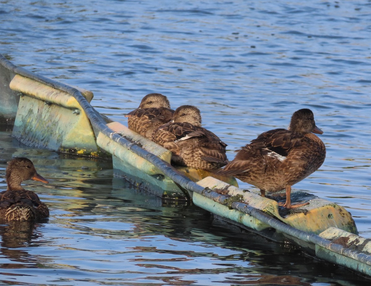 eBird Québec Checklist - 29 Aug 2023 - RF Cap-St-Ignace - 44 species ...