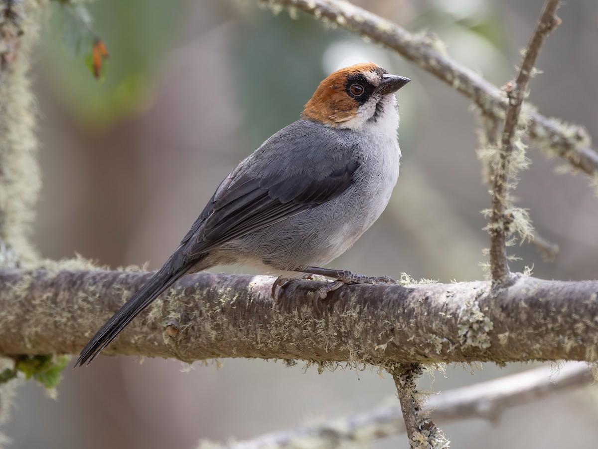 Apurimac Brushfinch - Atlapetes forbesi - Birds of the World