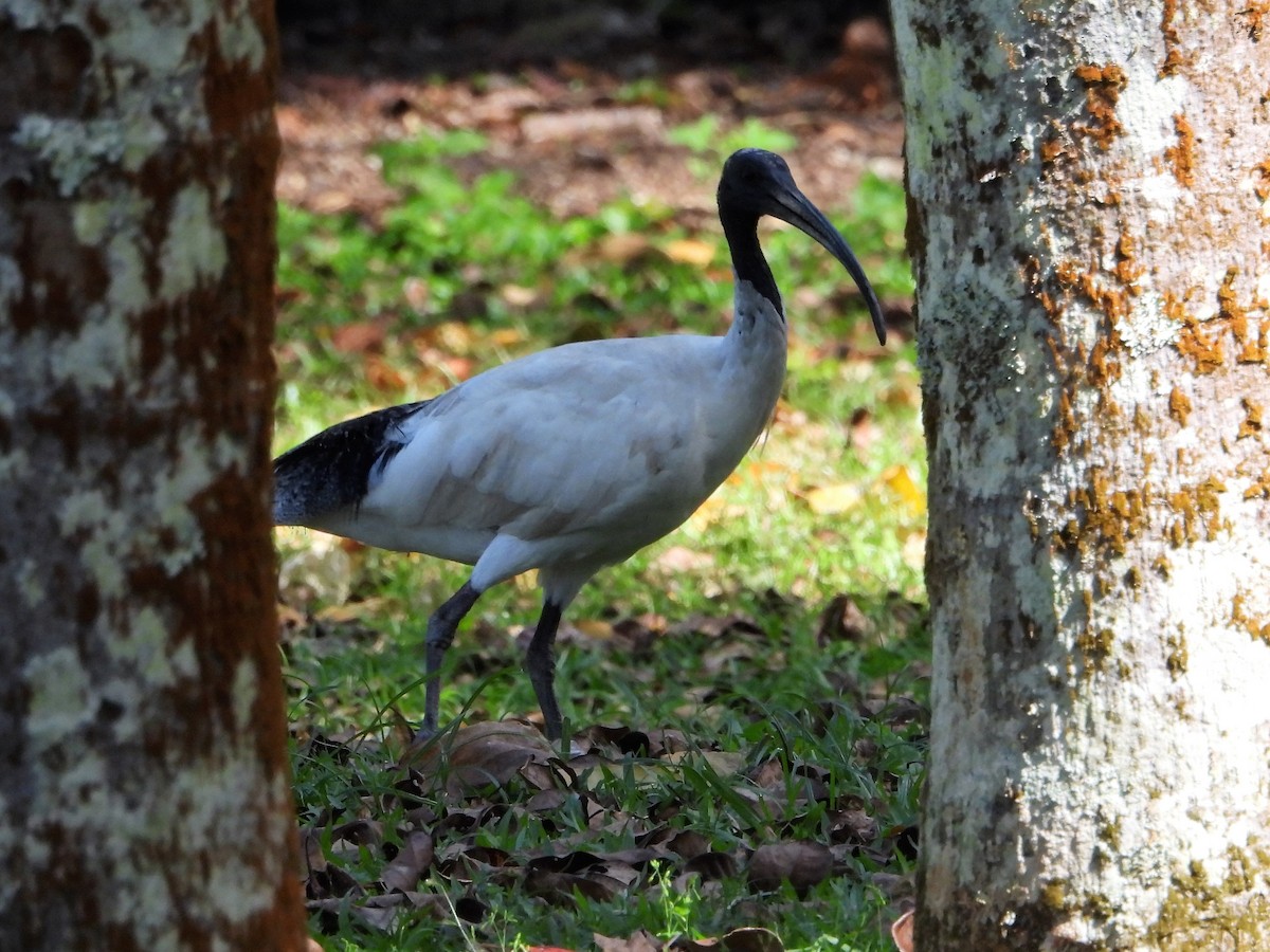 eBird Checklist - 29 Aug 2023 - Babinda - 11 species