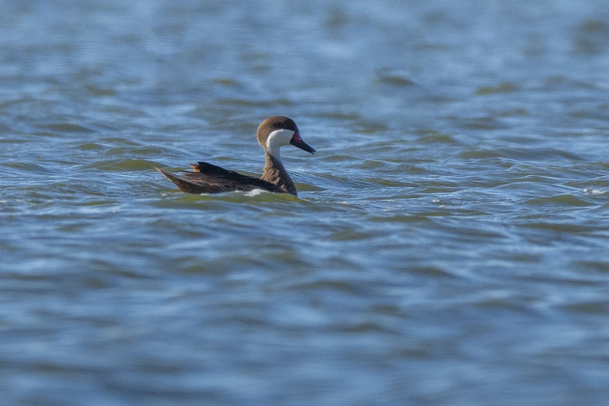 eBird Checklist - 19 Aug 2023 - Laguna de Lobos - 52 species