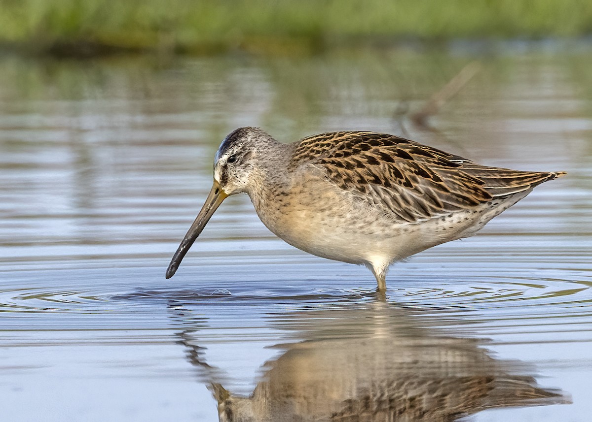 eBird Checklist - 25 Aug 2023 - Lake Helena WMA - 50 species (+1 other ...