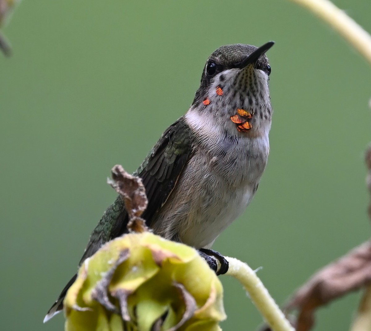 eBird Checklist - 29 Aug 2023 - 909 Tanglewood Dr, Cary US-NC (35.7716 ...