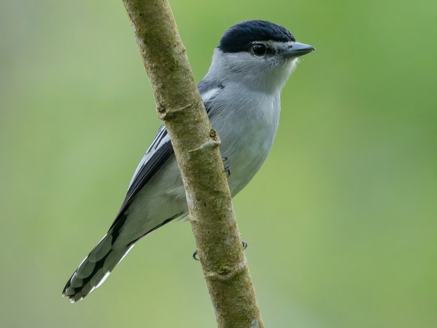 Black-and-white Becard - eBird