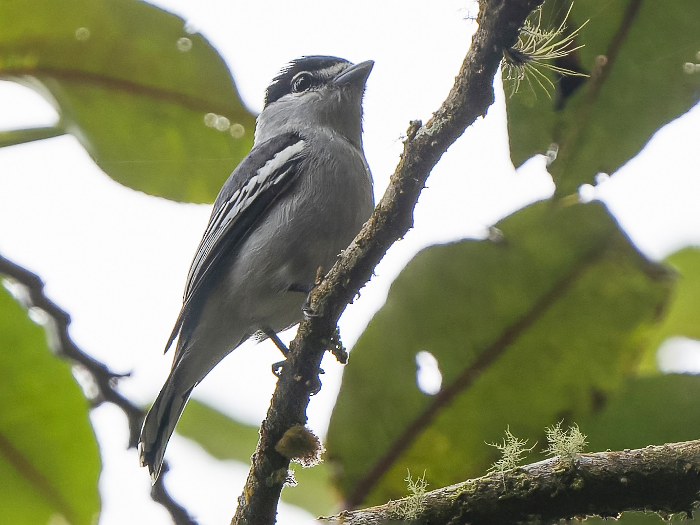 Black-and-white Becard - eBird