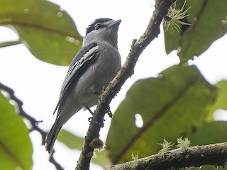Black-and-white Becard - eBird