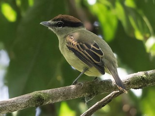 Black-and-white Becard - eBird