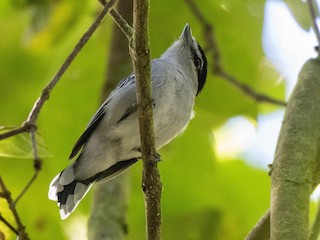 Black-and-white Becard - eBird
