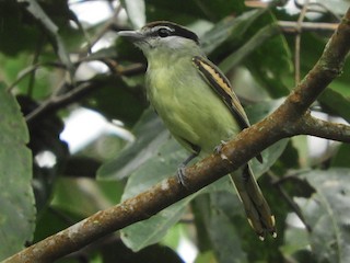 Black-and-white Becard - eBird