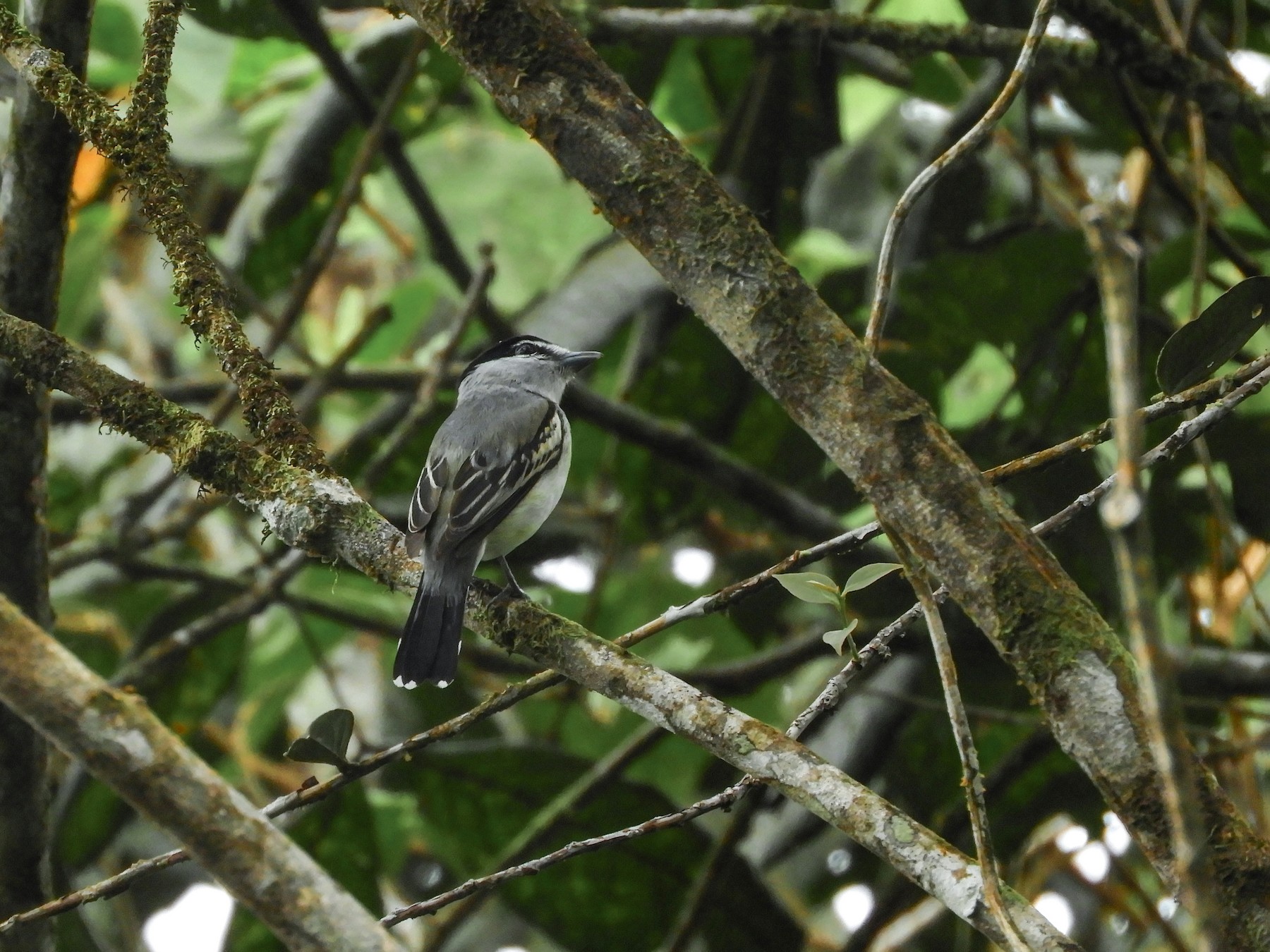 Black-and-white Becard - eBird