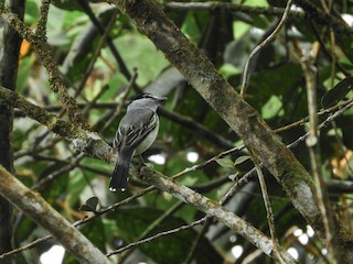 Black-and-white Becard - eBird