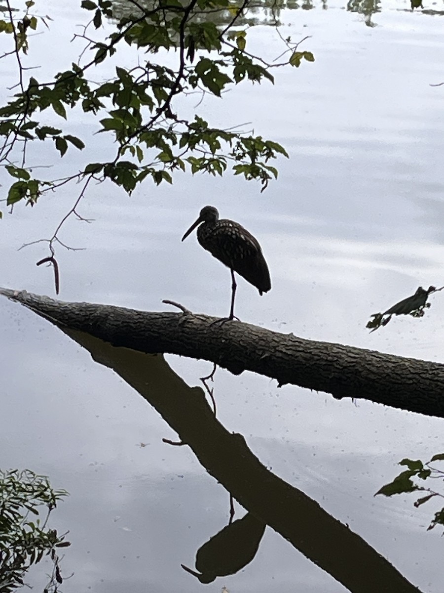 eBird Checklist - 30 Aug 2023 - Three Lakes Park & Nature Center - 1 ...